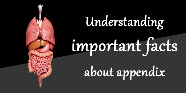 Understanding Important Facts about Appendix | Get Information on ...