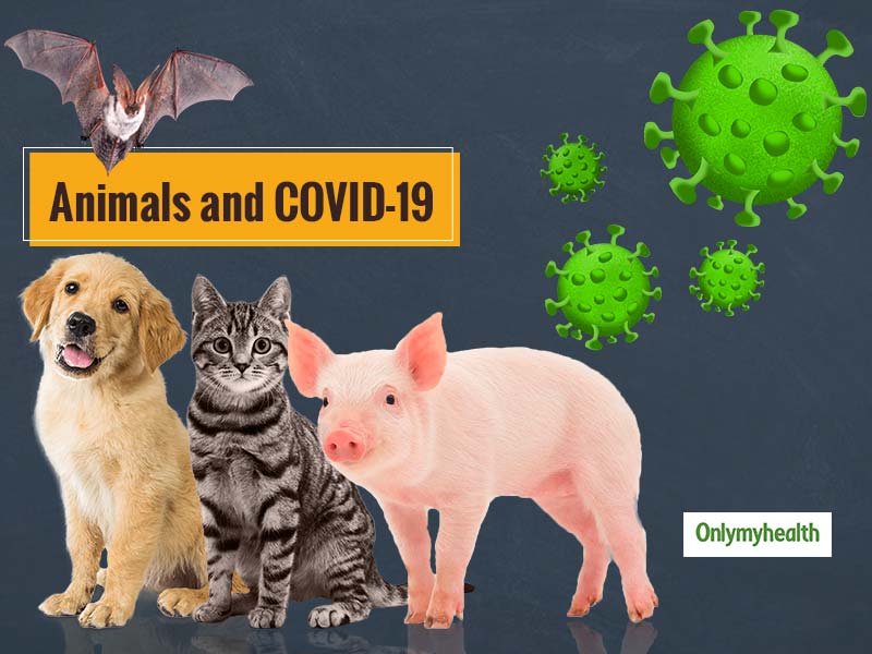 World Zoonoses Day 2020: Animals Linked With COVID-19 But Later Proved ... World Zoonoses Day 2020: Animals Linked With COVID-19 But Later Proved ...
