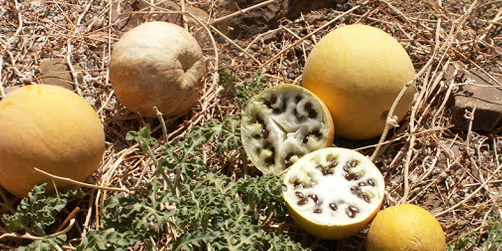 Health Benefits Indrayan Fruit | निमोनिया, अर्थराइटिस जैसी इन 6 ...