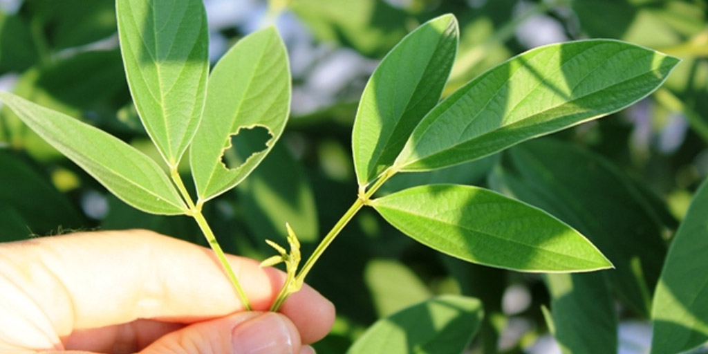Arhar Leaves Benefits Methods To Use In Various Diseases | सिर दर्द ...