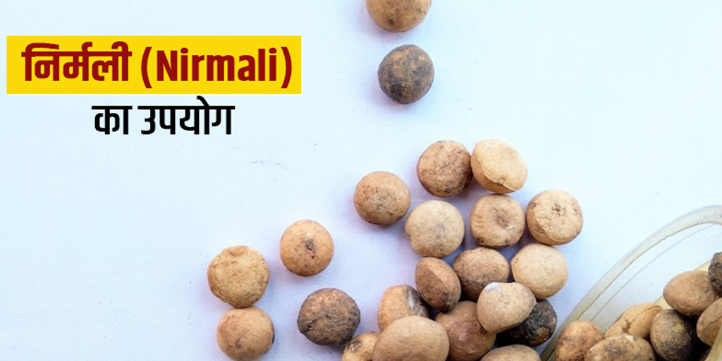 Nirmali benefits and side effects in hindi। निर्मली (Nirmali) के फायदे ...