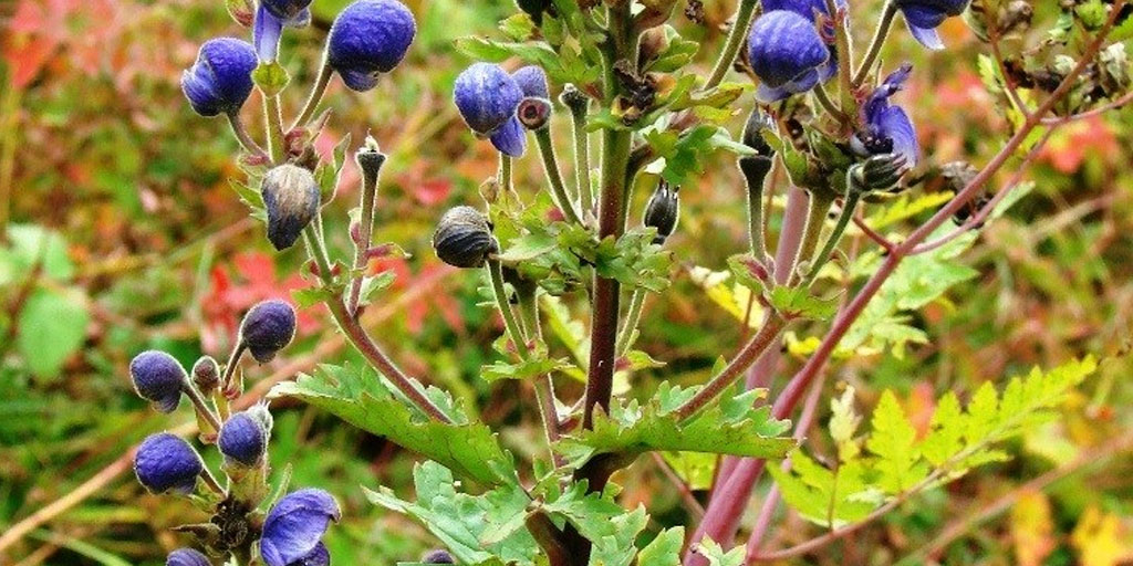 Ayurvedic Benefits Of Vatsnabh To Cure Diabetes Swelling Fever ...