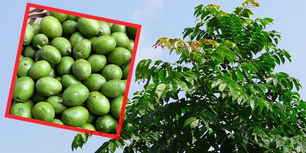 Amda or Spondias Mangifera Benefits and Uses in Hindi | अमड़ा के ...