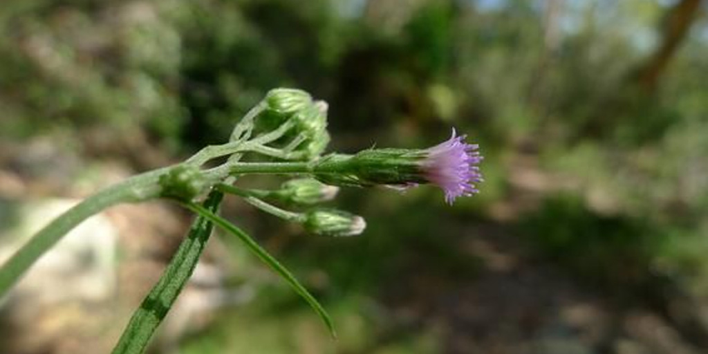 Sahdevi Herb Health Benefits and Uses in Hindi | बुखार, अनिद्रा जैसी इन ...