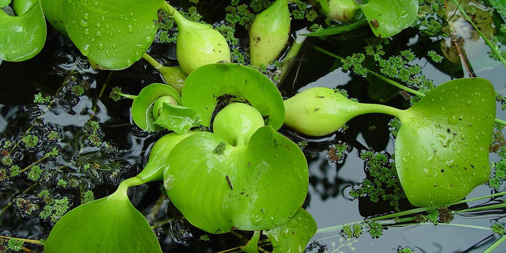 Uses And Benefits Of Jalkumbhi Herb | जलकुंभी के सेवन से मिलता है ...
