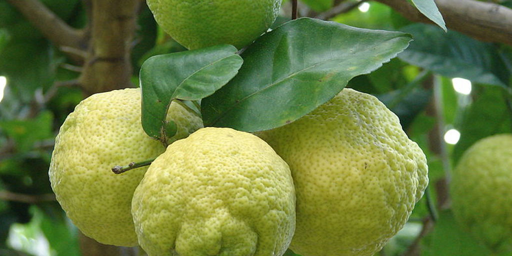 Jambhiri Nimbu Or Rough Lemon Health Benefits How To Use | गठ‍िया ...