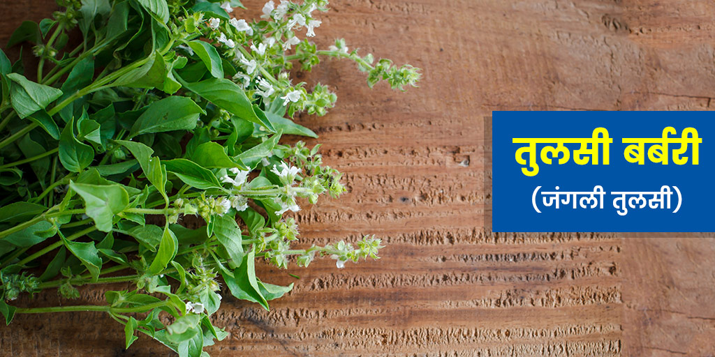 Tulsi Barbari health benefits and side effects in hindi। तुलसी बर्बरी ...