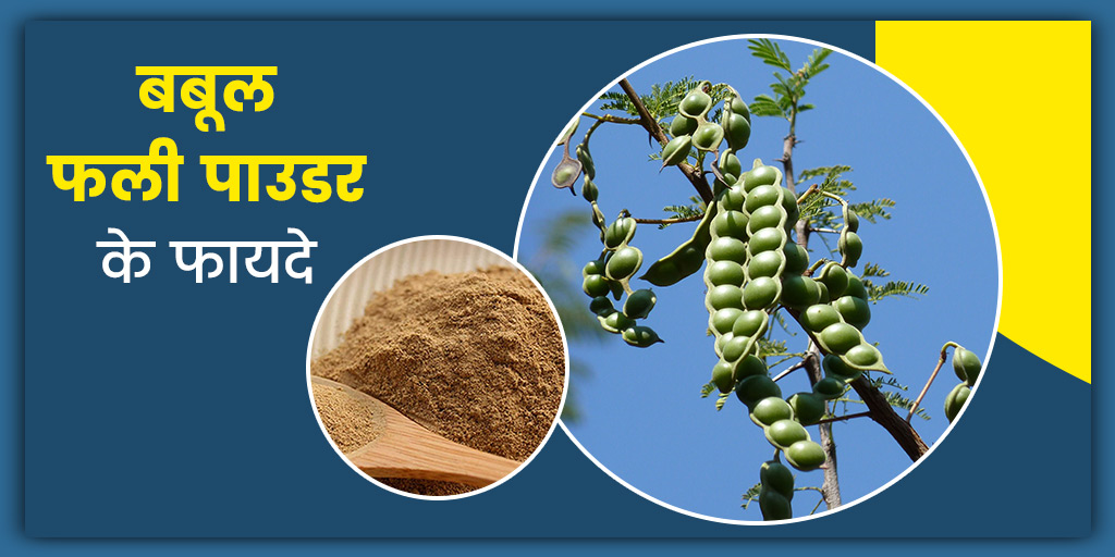 Babool Fali Powder Health Benefits in Hindi | सिरदर्द, घुटनों के दर्द ...
