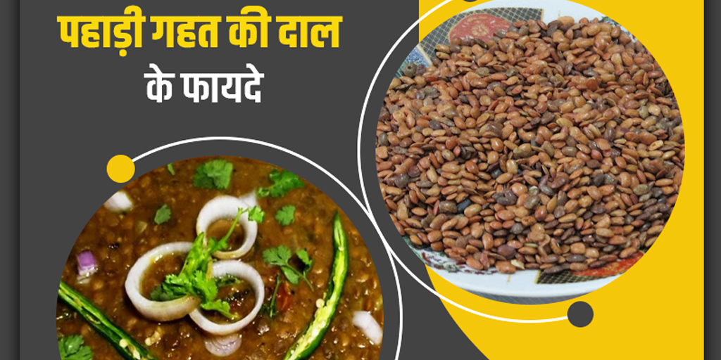 Gahat dal or horse gram pulse health benefits in hindi | सर्दियों में ...