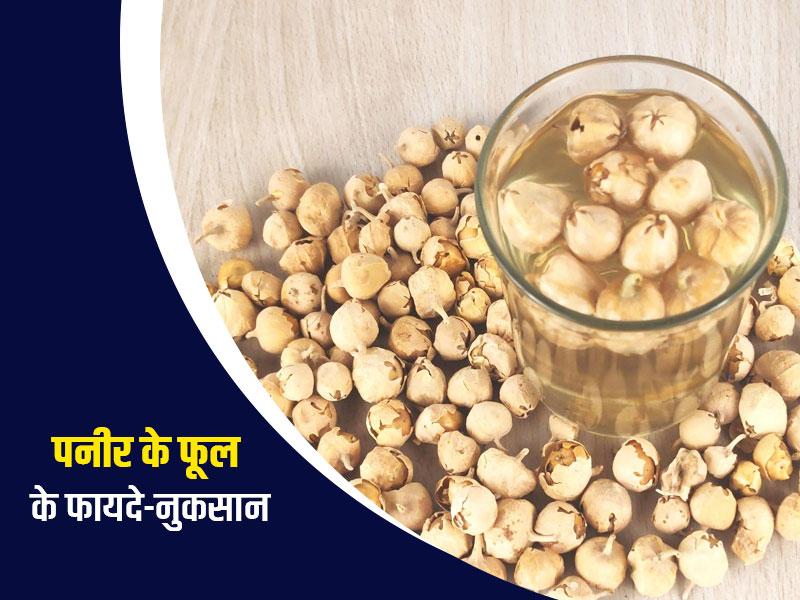 Paneer ke phool benefits side effects in hindi | पनीर डोडा (पनीर के फूल ...