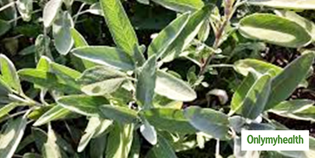 8 Amazing Health Benefits and Side Effects of Sage Leaf in Hindi | सेज ...