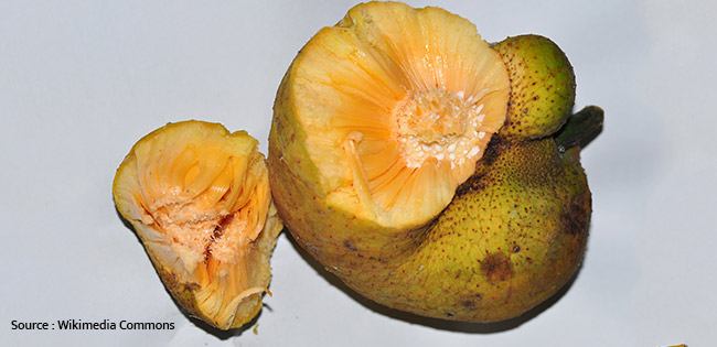 Monkey Jack or Badhal Health Benefits in Hindi | क्या आपने खाया है ...