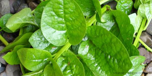 मानसून में जरूर खाएं पोई साग एक्सपर्ट से जानें इसके फायदे और कुछ