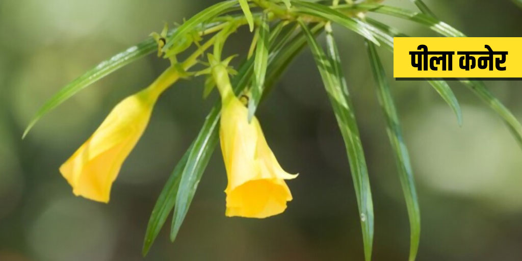 Yellow kaner ayurvedic health benefits side effects and uses in hindi ...