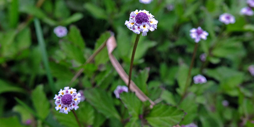 Ayurvedic Health Benefits Of Jal Pippali By Expert In Hindi|इन 9 ...