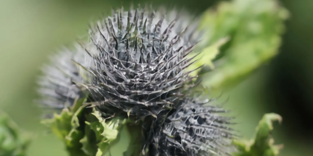 कूठ का पौधा होता है अस्थमा, खांसी जैसी इन 7 बीमारियों में फायदेमंद ...