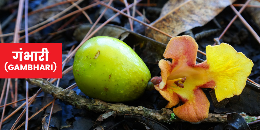 Gambhari leaves health benefits side effects in hindi। गंभारी के फायदे ...