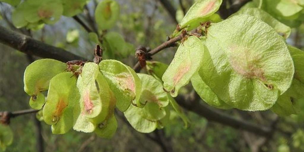 Chilbil Tree Leaves Bark Benefits Methods To Use In Various Diseases ...