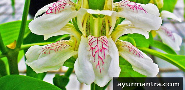 Ayurvedic Health Benefits Of Vasaka Herb | अडूसा (vasaka) जड़ी-बूटी से ...