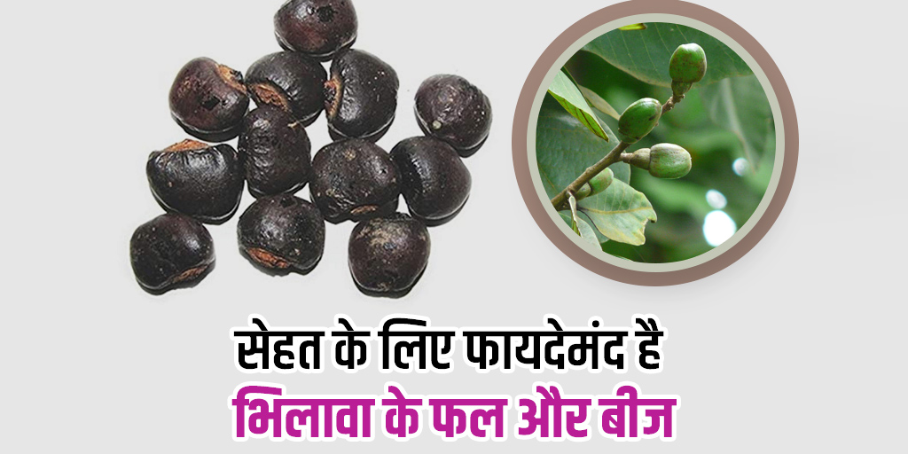Bhilawa Fruit Seeds Benefits Side Effects Uses in Hindi|भिलावा का फल और ...