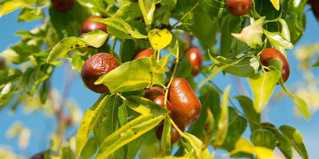 Health Benefits Jujube Or Ber Tree Bark How To Use in Hindi | सेहत से ...