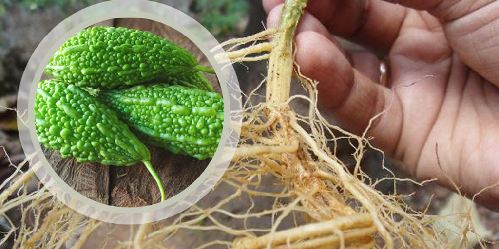 Health Benefits Of Bitter Gourd Roots Method To Use | करेले की जड़ से ...