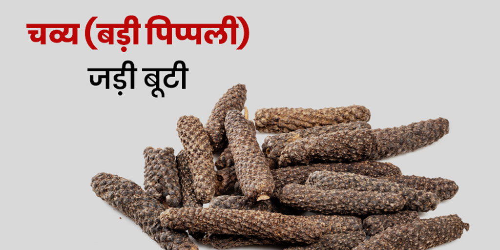 chavya or java long pepper health benefits and side effects in hindi ...
