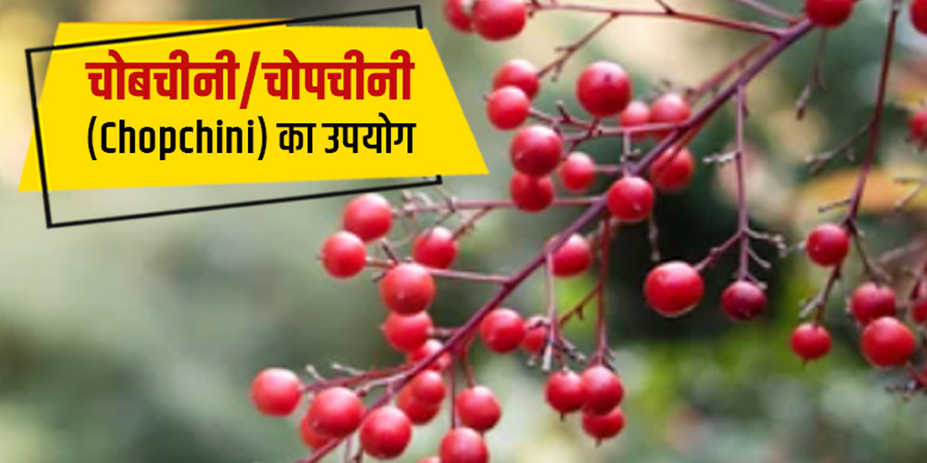 Get rid of Joint pain weakness with chopchini how to use in hindi ...