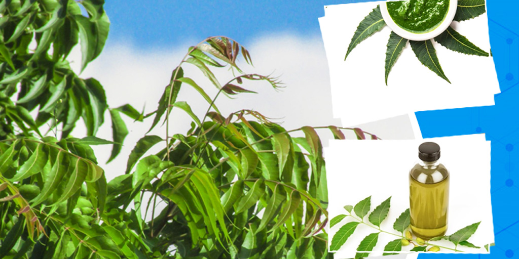 Why Neem Should Be A Part Of Your Skin And Hair Care Regimen | Onlymyhealth
