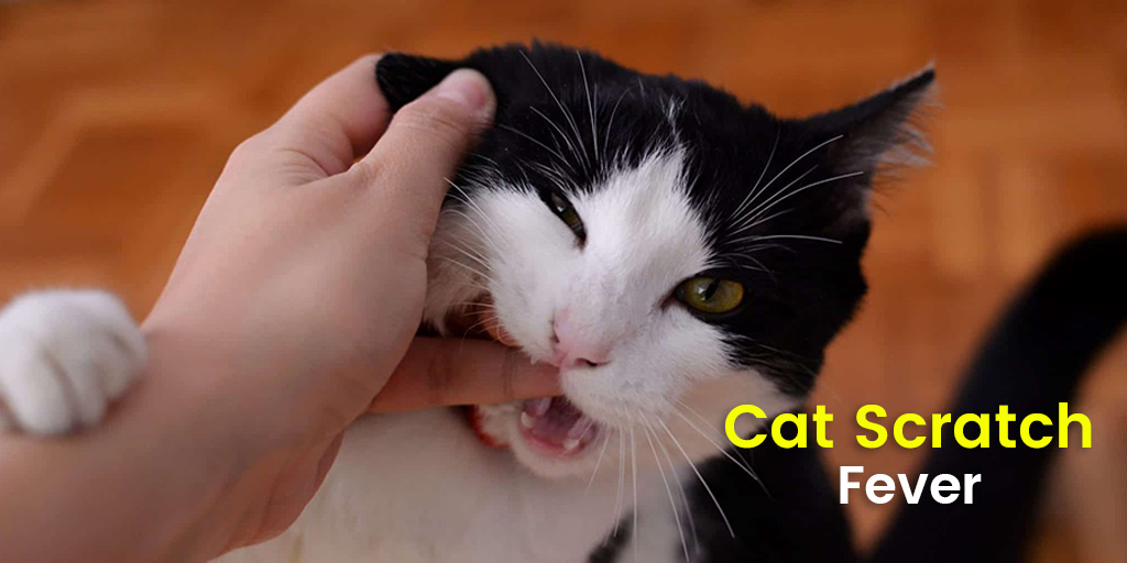 All You Need To Know About Cat Scratch Fever: Symptoms, Causes ...