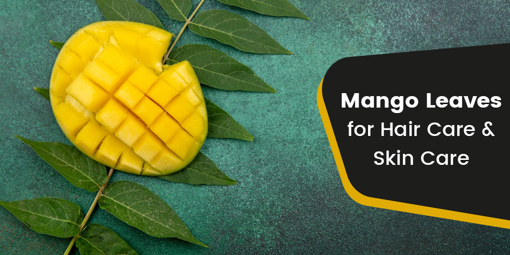 Mango Leaves Benefits For Hair | Onlymyhealth