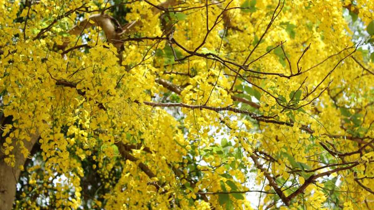 अमलतास की फली खाने के फायदे | Benefits of Amaltas pods in Hindi ...