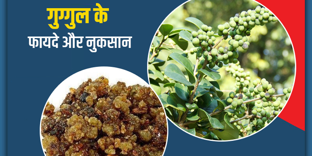 गुग्गुल के फायदे, नुकसान और सेवन का तरीका | Guggul ke Fayde aur Nuksan ...