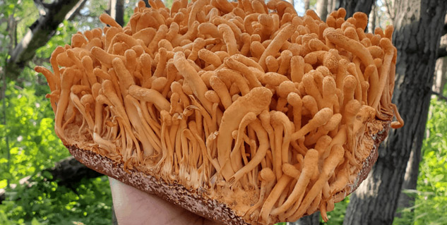 कीड़ा जड़ी के फायदे और खाने का तरीका | Benefits Of Cordyceps in hindi ...