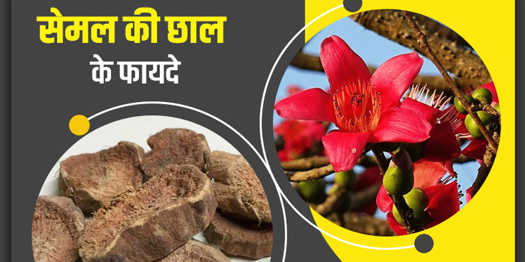 Semal Bark or Chhal Benefits in Hindi | सेमल की छाल के फायदे और तरीका ...