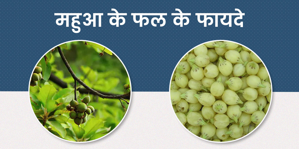 महुआ का फल खाने के फायदे | Mahua Fruit Benefits in Hindi | Onlymyhealth