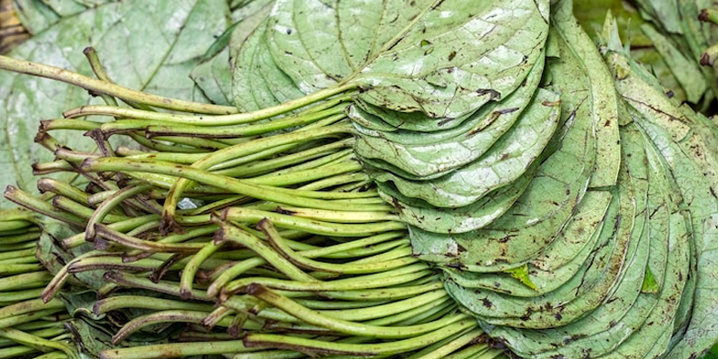 Betel Leaf Paan Side Effects In Hindi betel-leaf-paan-side-effects-in-hindi