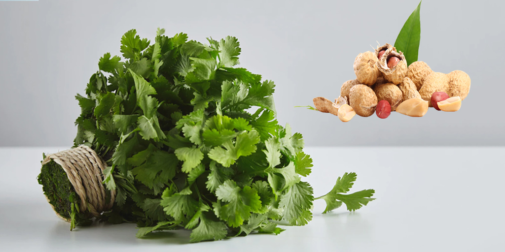 गर्मी में मूंगफली और धनिया चटनी के फायदे, जानें सावधानियां भी ...