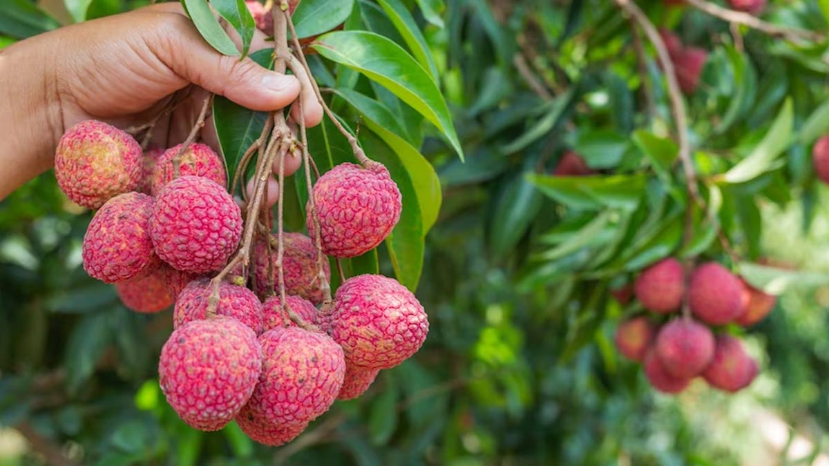 Here's Why You Should Load Up On Lychee's Next Summer: It Might Just ...