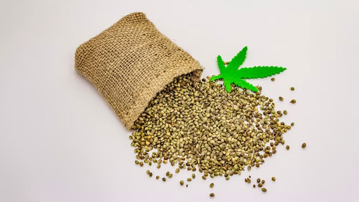 Hemp Seeds भांग के बीजों में होते हैं कई औषधीय गुण जानें इसके फायदे