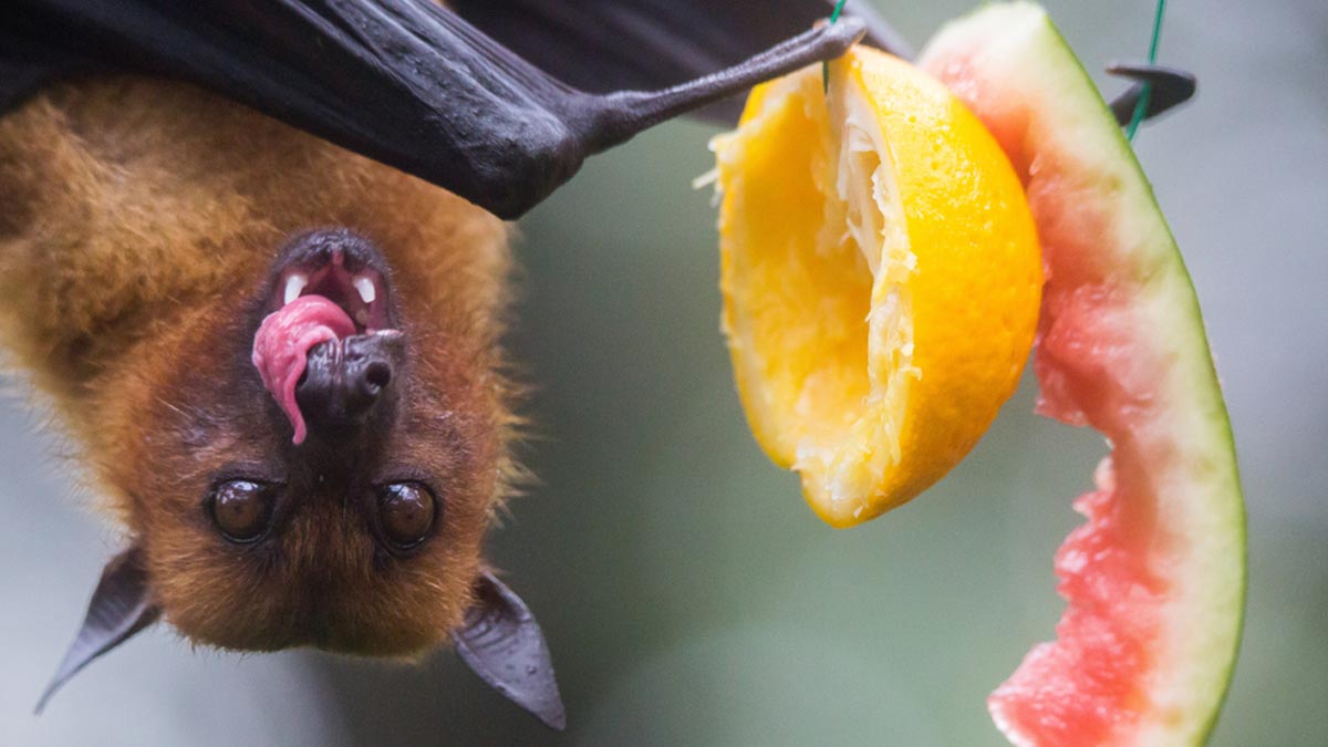 Nipah Virus Is Deadlier Than COVID-19: ICMR Director General | OnlyMyHealth