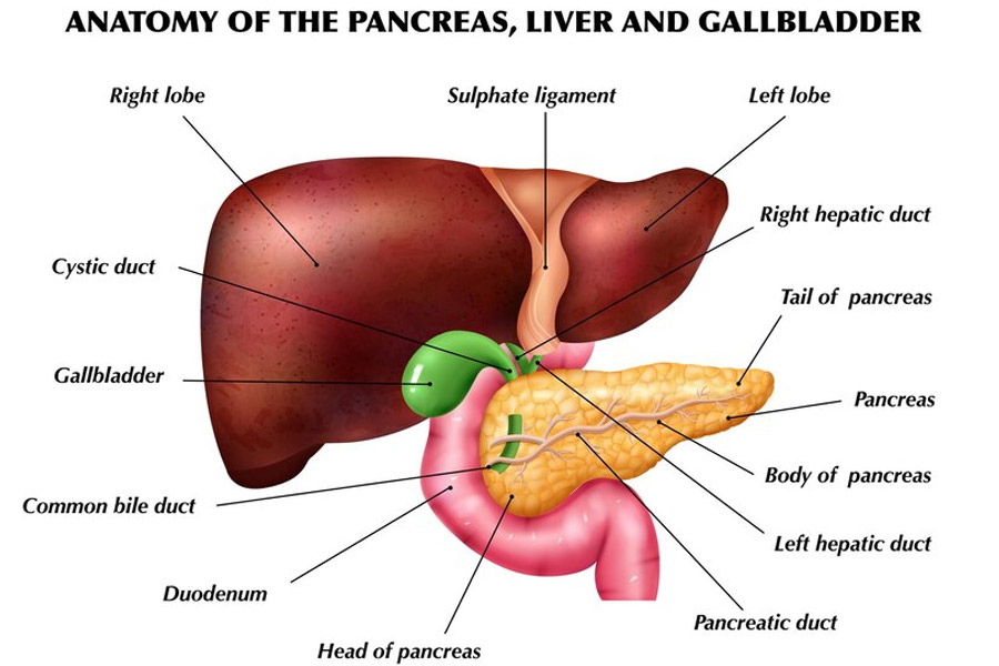 Bile Duct Cancer How It Impacts Your Liver And Symptoms To Note