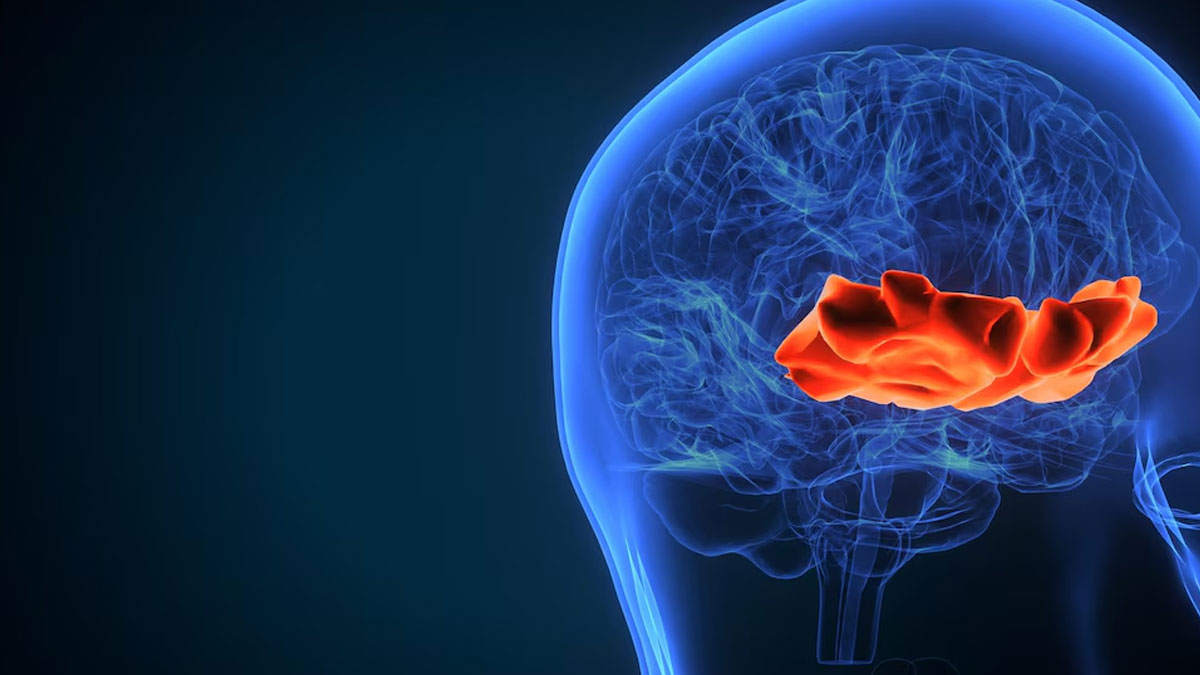 Endometriosis In The Brain Stimulating Brain With Ultrasound Can