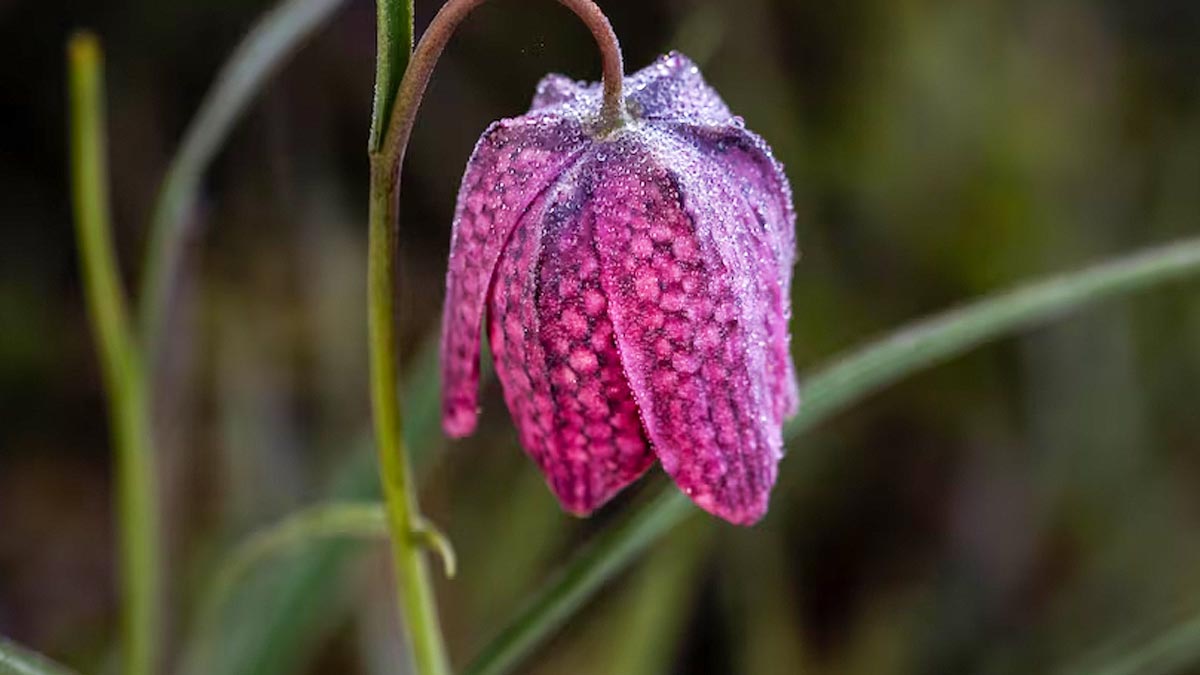 Butterbur For Migraine: Here's How It Provides Relief And How To Use It ...