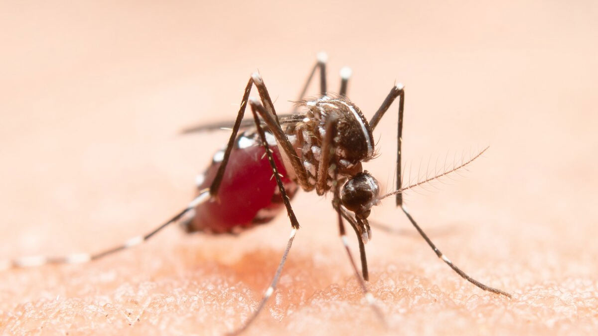 Malaria’s Next Wave: Why Drug Resistance Is Making Malaria Tougher To ...