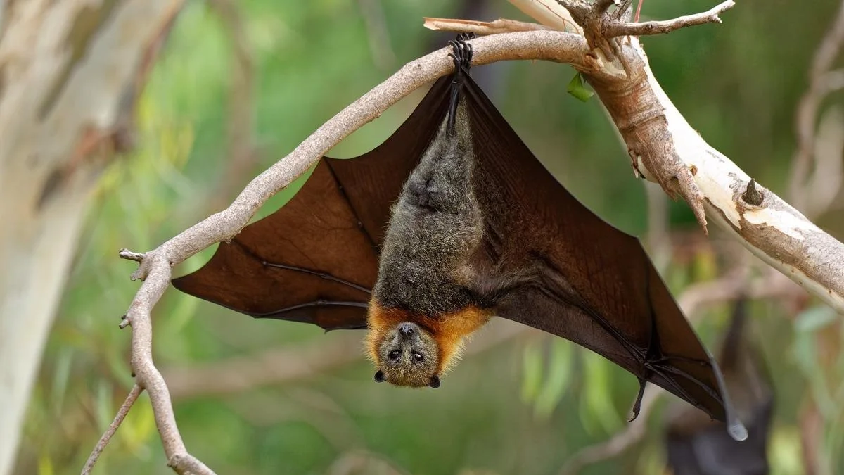 Nipah Virus Alert in West Bengal: How is Nipah transmitted and what are ...