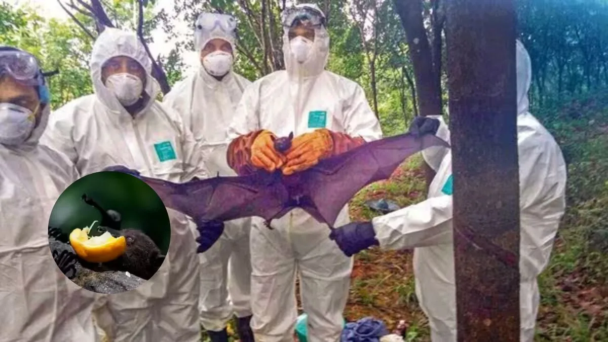 How to Stay Safe From the Nipah Virus in India: Foods to Avoid and ...