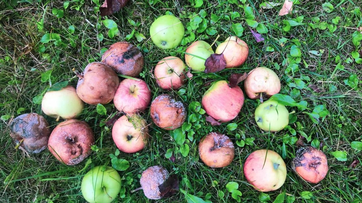 How to Stay Safe From the Nipah Virus in India: Foods to Avoid and ...