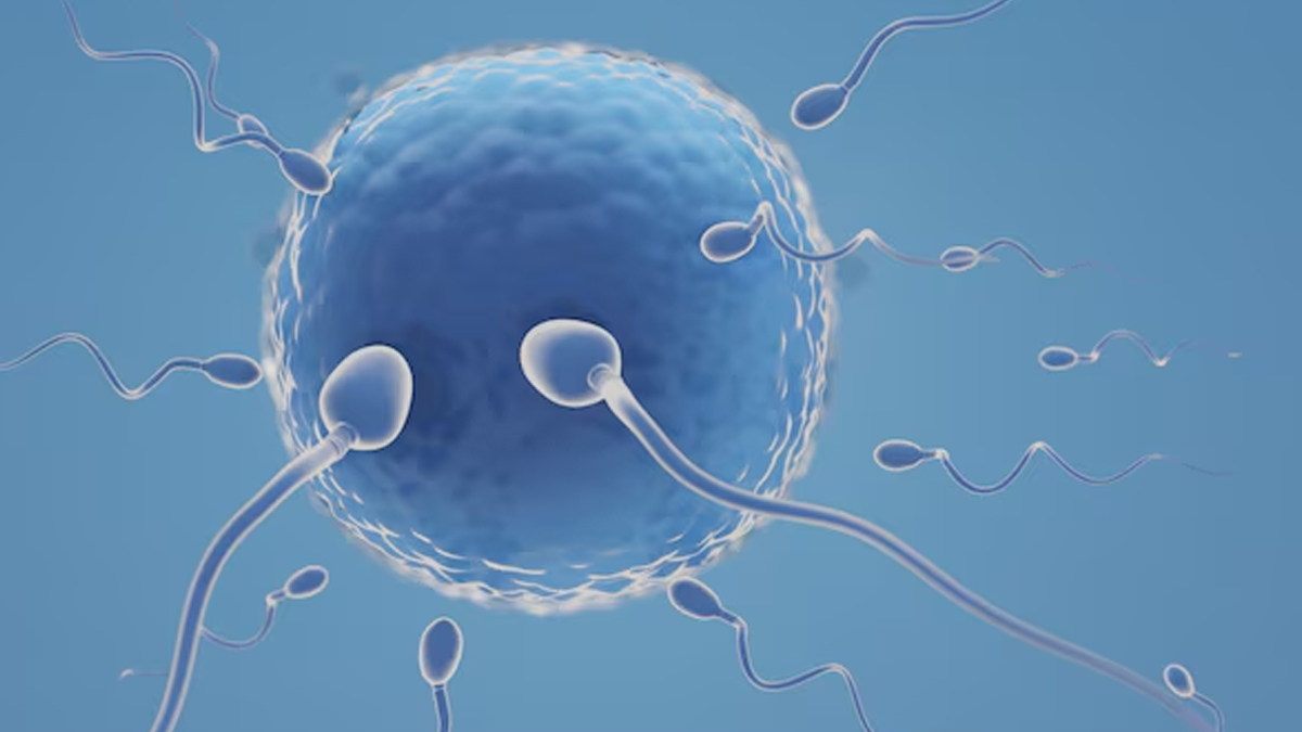 Birth Control Pills and Fertility: Do They Affect Egg Quality or ...