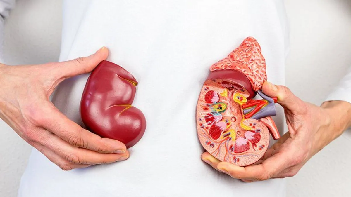 Can Kidney Failure Be Reversed? Understanding Recovery by Stage and ...
